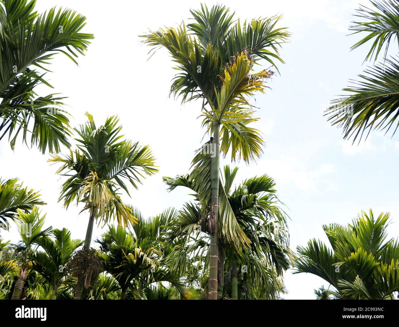 Nut trees hi-res stock photography and images - Alamy