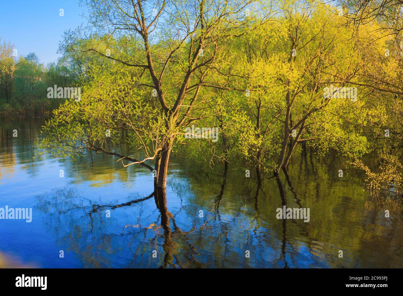 Tree Standing In Water During Spring Flood Stock Photo - Alamy