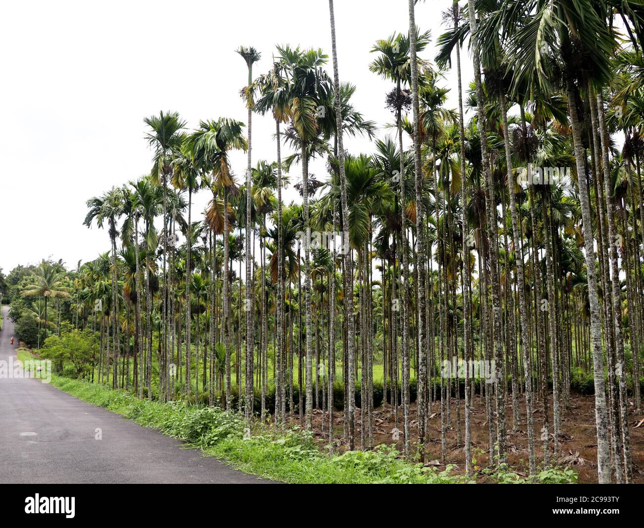 Areca nut or betel nut tree plantation in a country side, tropical ...