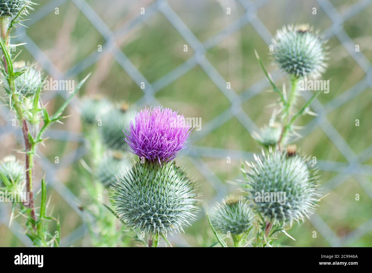 purple flower and spiny buds of a common thistle, cirsium vulgare Stock ...