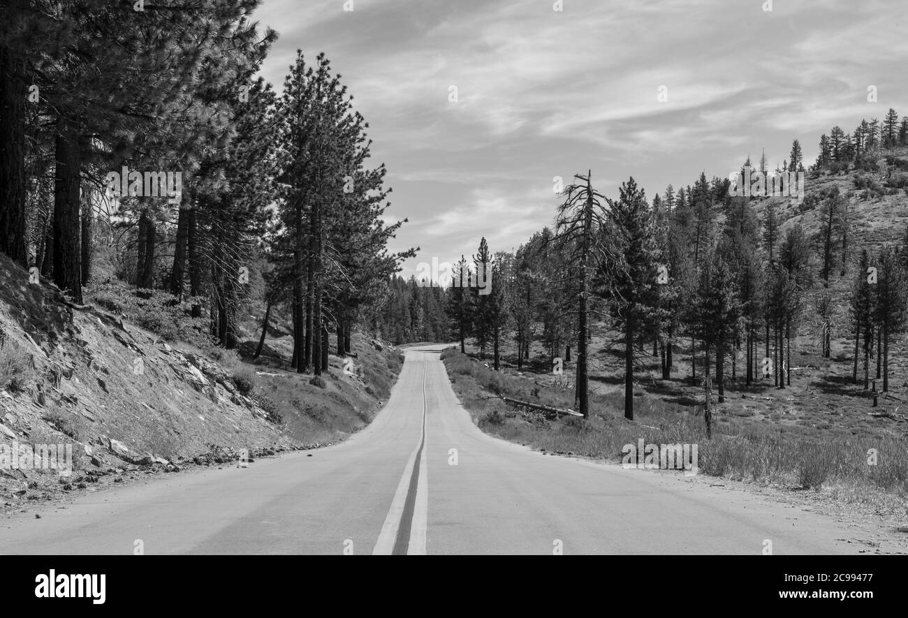 Two lane road with double lines leading straight through forest Stock ...