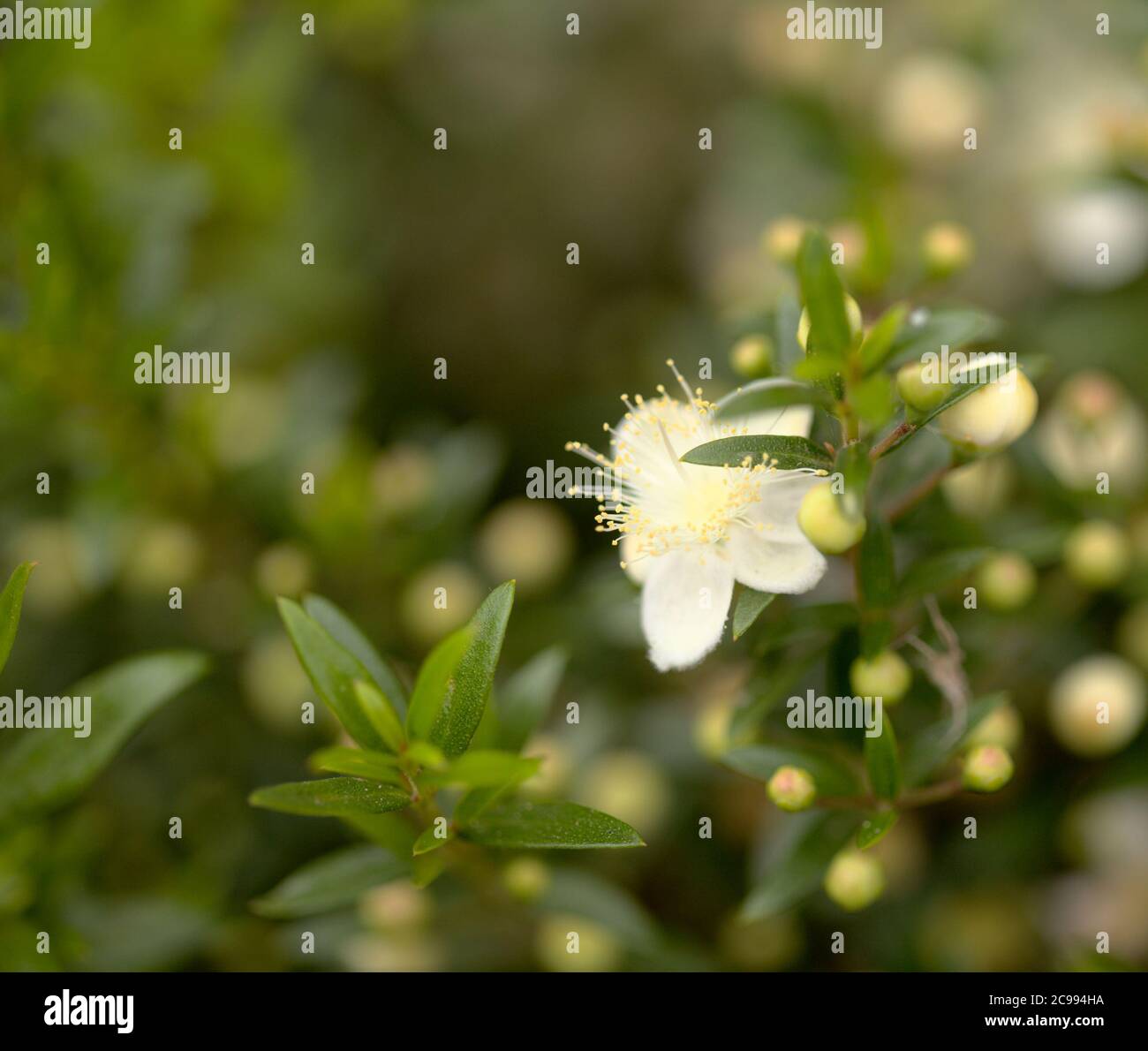 Myrtle flowers myrtus communis hi-res stock photography and images - Alamy