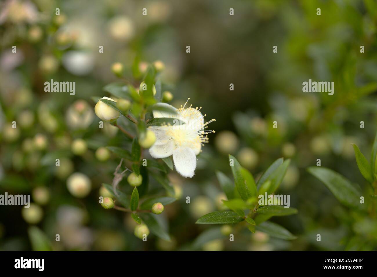 Myrtle flowers myrtus communis hi-res stock photography and images - Alamy