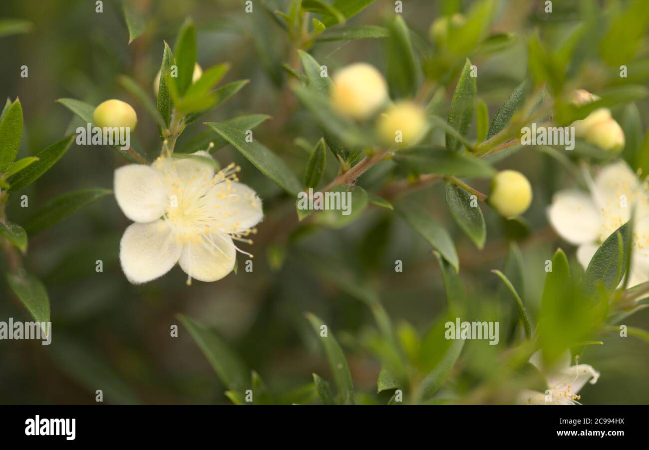 Myrtle flowers myrtus communis hi-res stock photography and images - Alamy