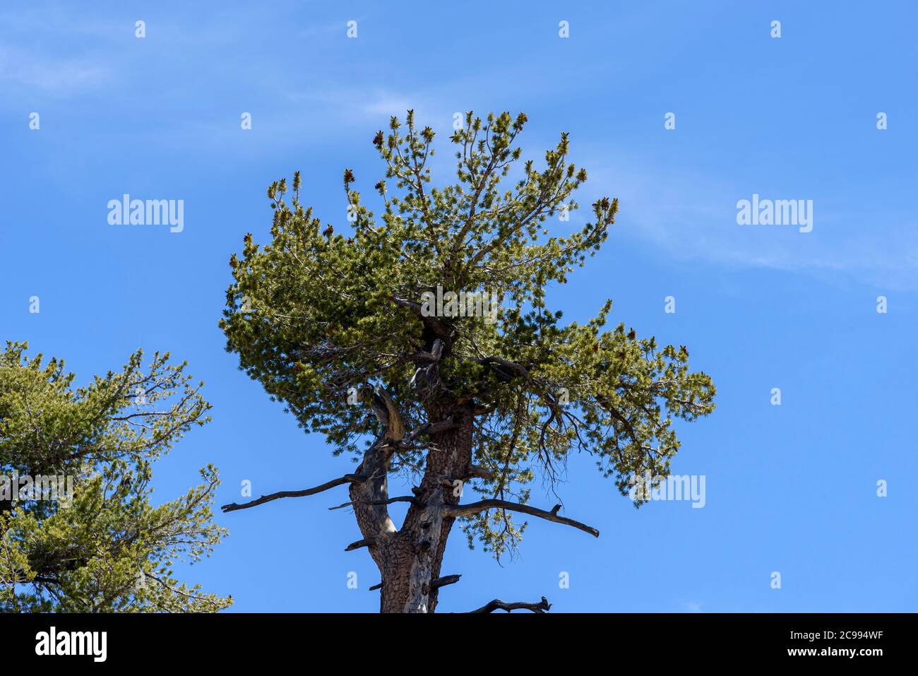 Boring tree tops hi-res stock photography and images - Alamy