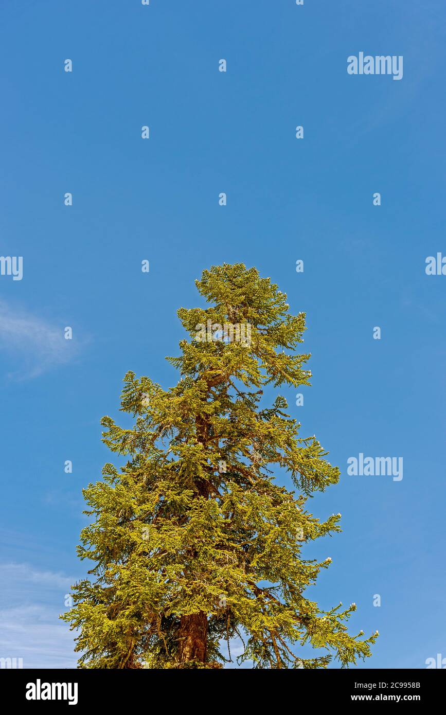 Top pine tree green hi-res stock photography and images - Alamy