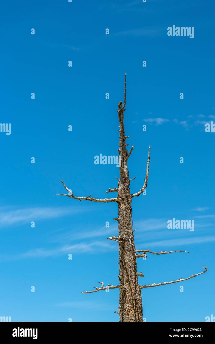 Dead_tree hi-res stock photography and images - Alamy