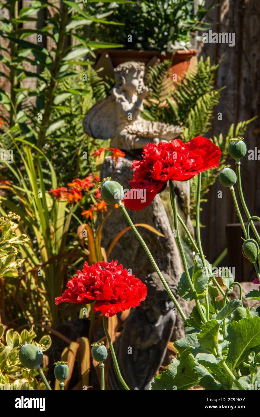 Poppies 'papaver somniferum', double-fringed,red Stock Photo - Alamy