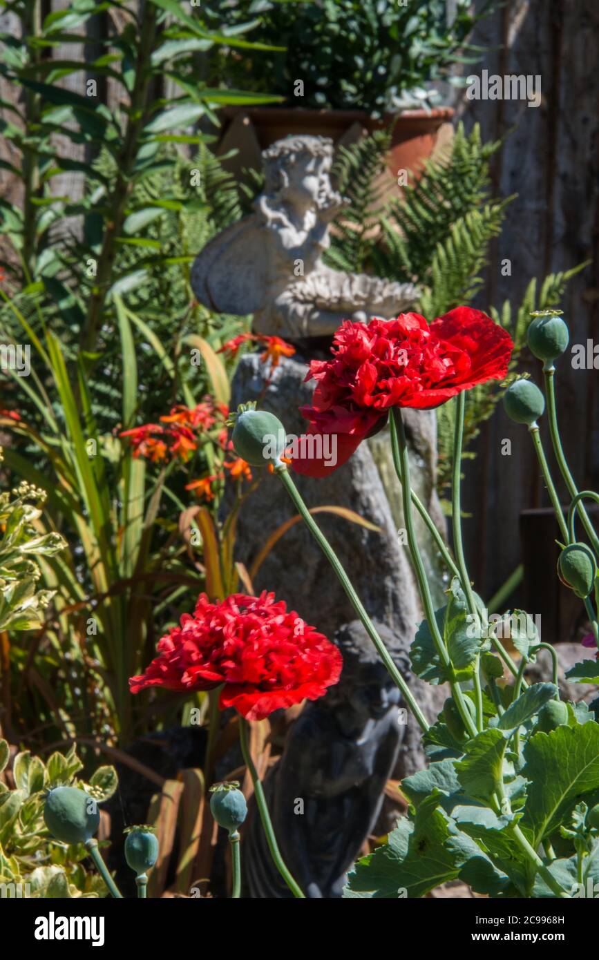 Poppies. 'papaver somniferum' double-fringed red Stock Photo - Alamy