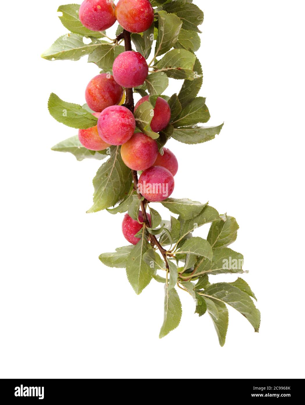 Small cherry plums, isolated on white background Stock Photo - Alamy
