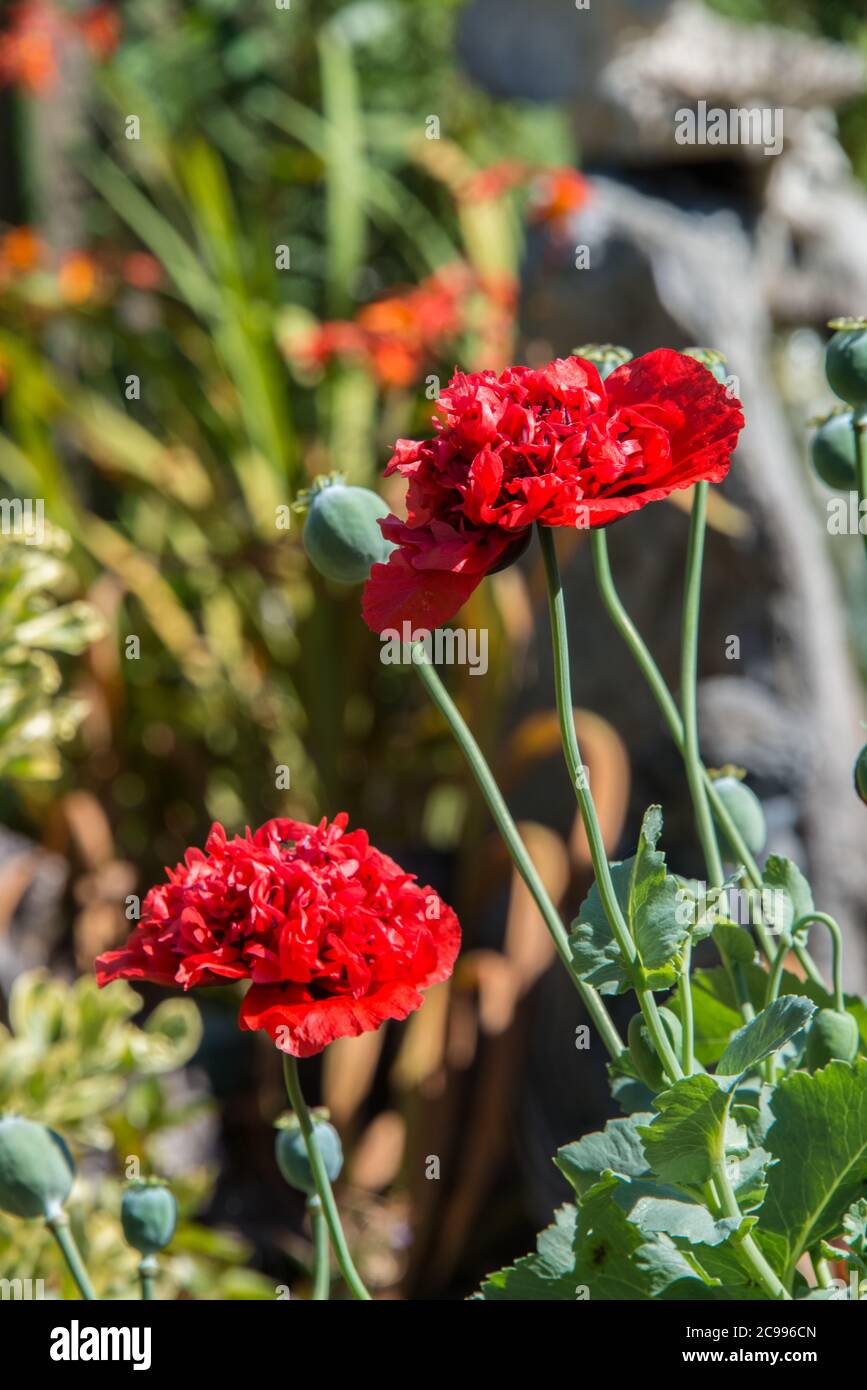 Poppies. 'papaver somniferum' double-fringed red Stock Photo - Alamy