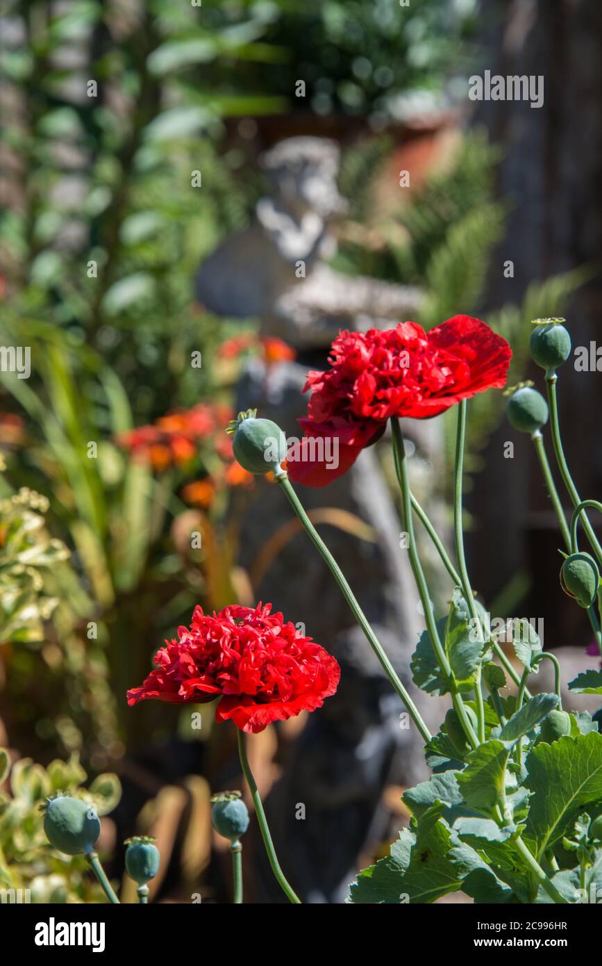 Poppies. 'papaver somniferum' double-fringed red Stock Photo - Alamy