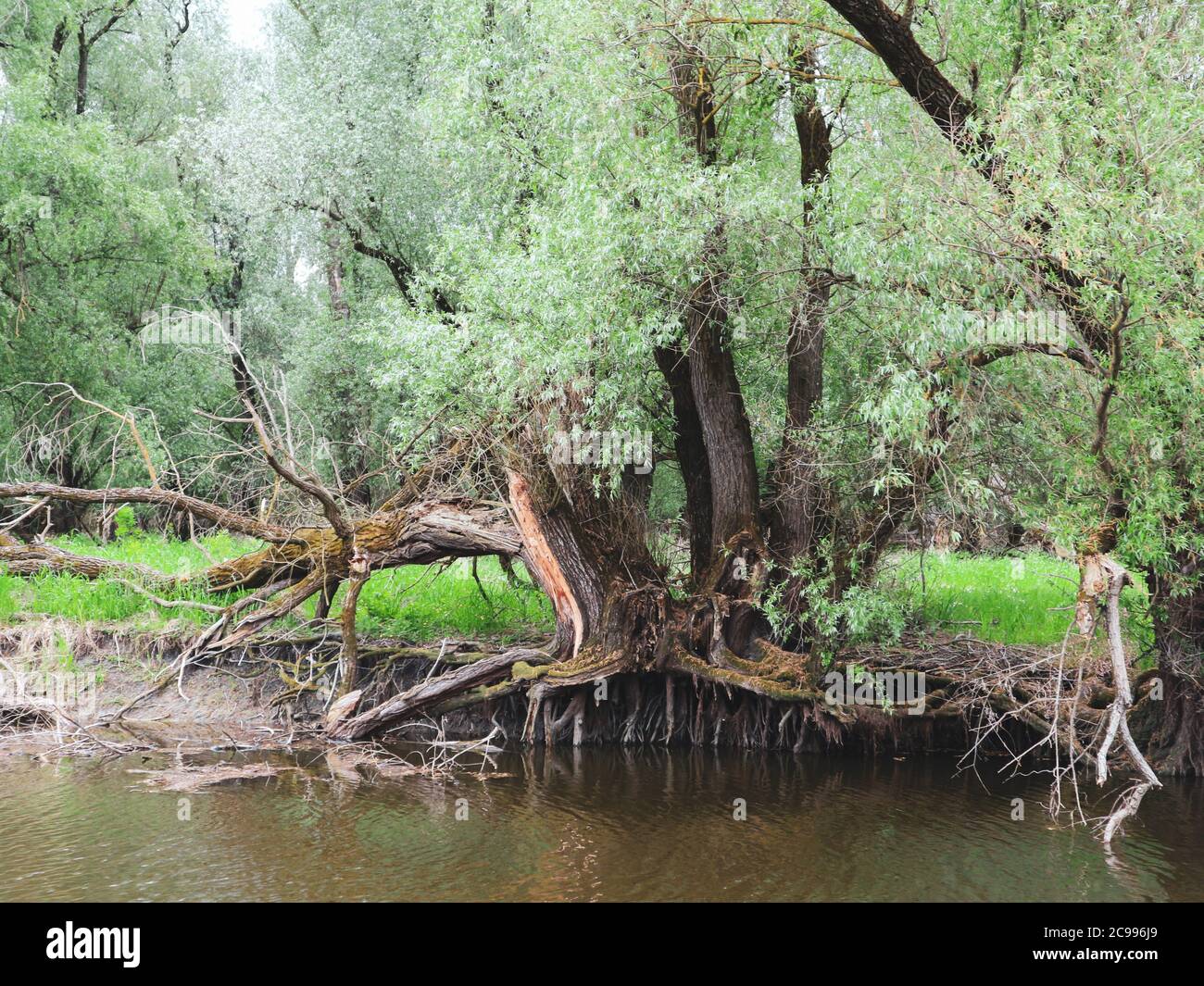 Kopacki rit national park hi-res stock photography and images - Alamy