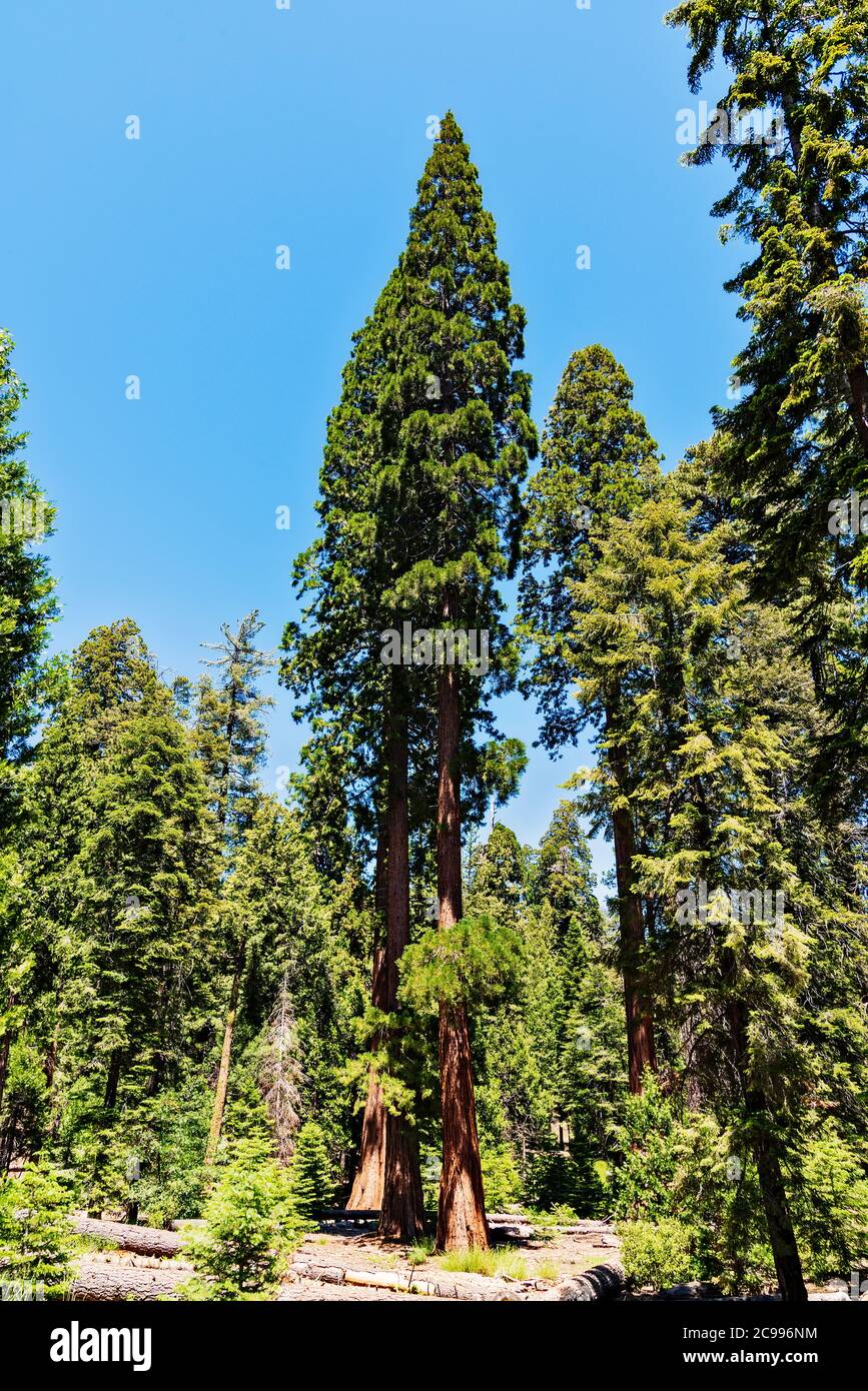 Giant sequoia leaves hi-res stock photography and images - Alamy