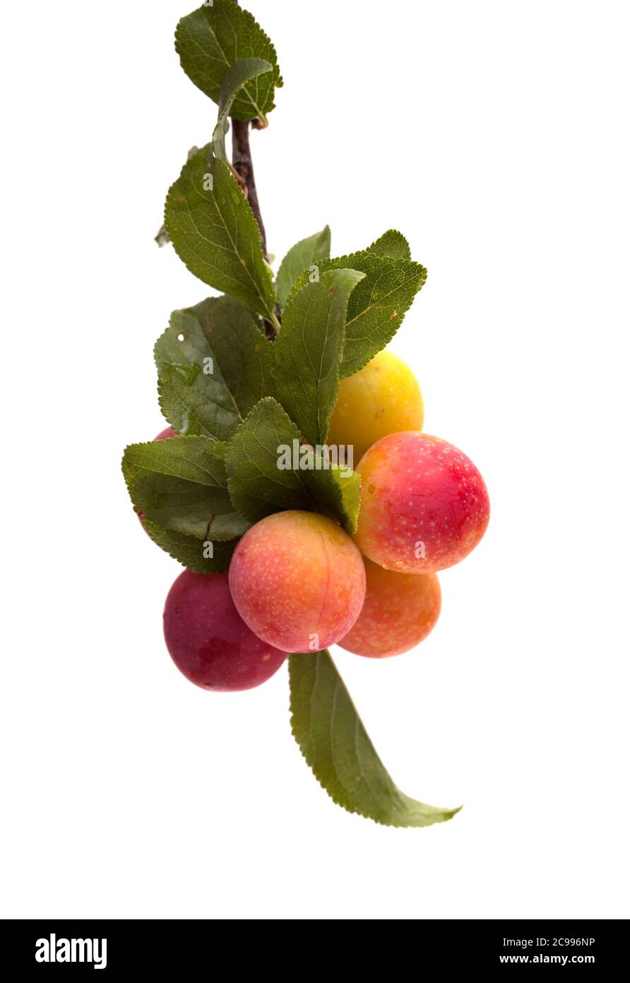 Small cherry plums, isolated on white background Stock Photo - Alamy