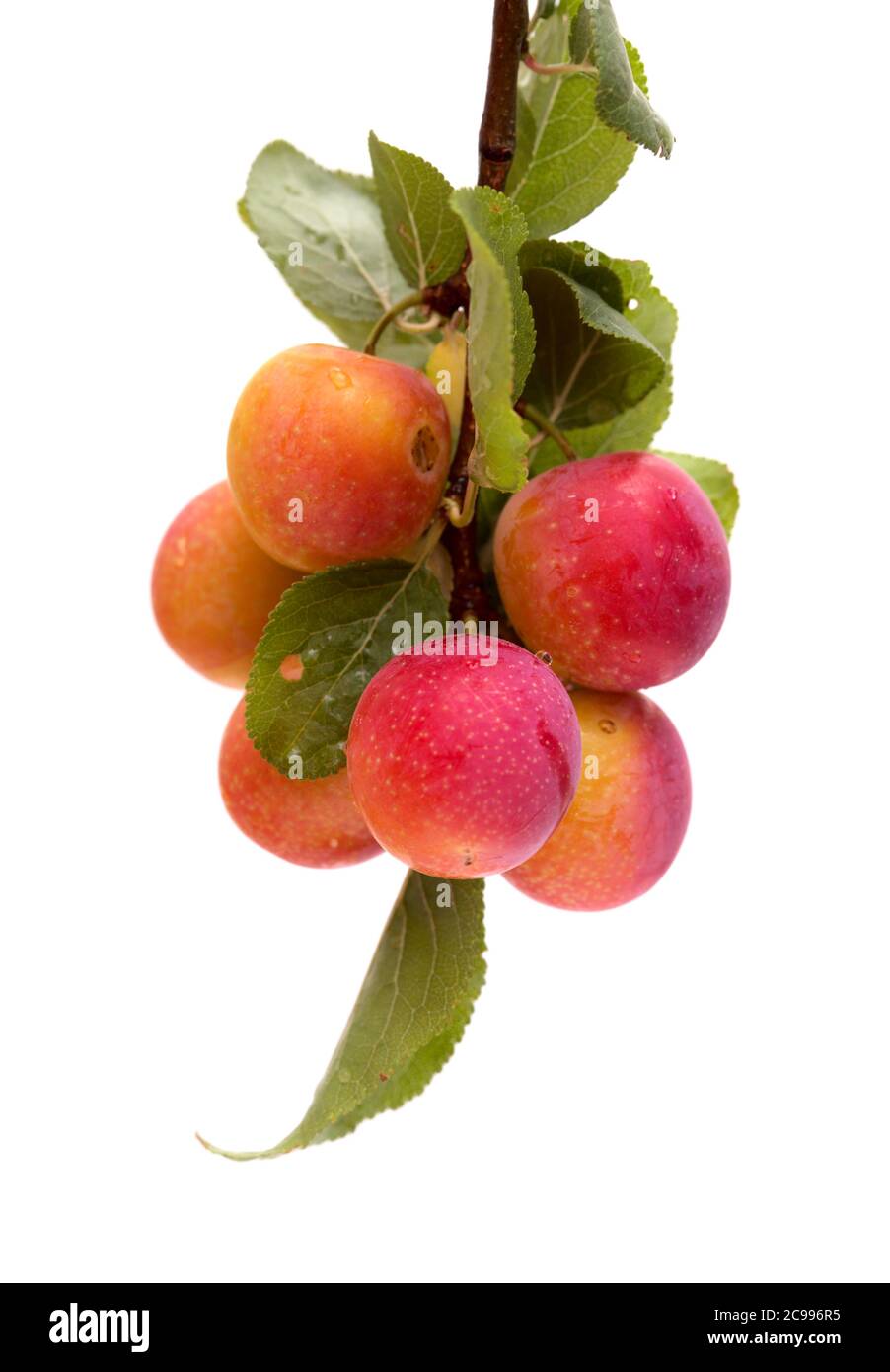 Small cherry plums, isolated on white background Stock Photo - Alamy