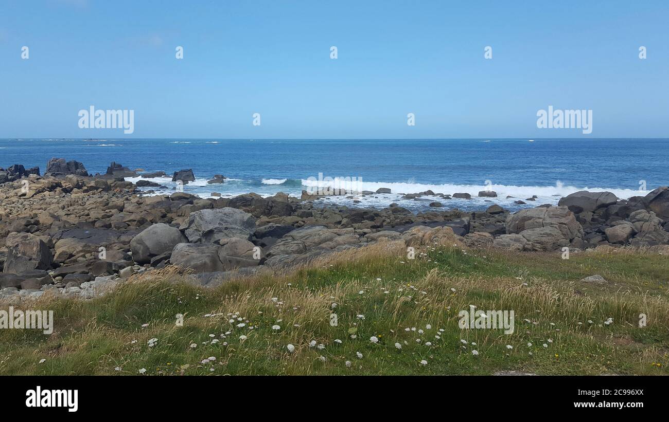 Guernsey wild flowers hi-res stock photography and images - Alamy