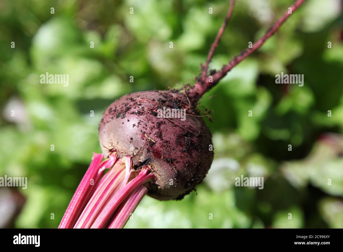 A freshly pulled beetroot plant from UK garden allotment on sunny day ...