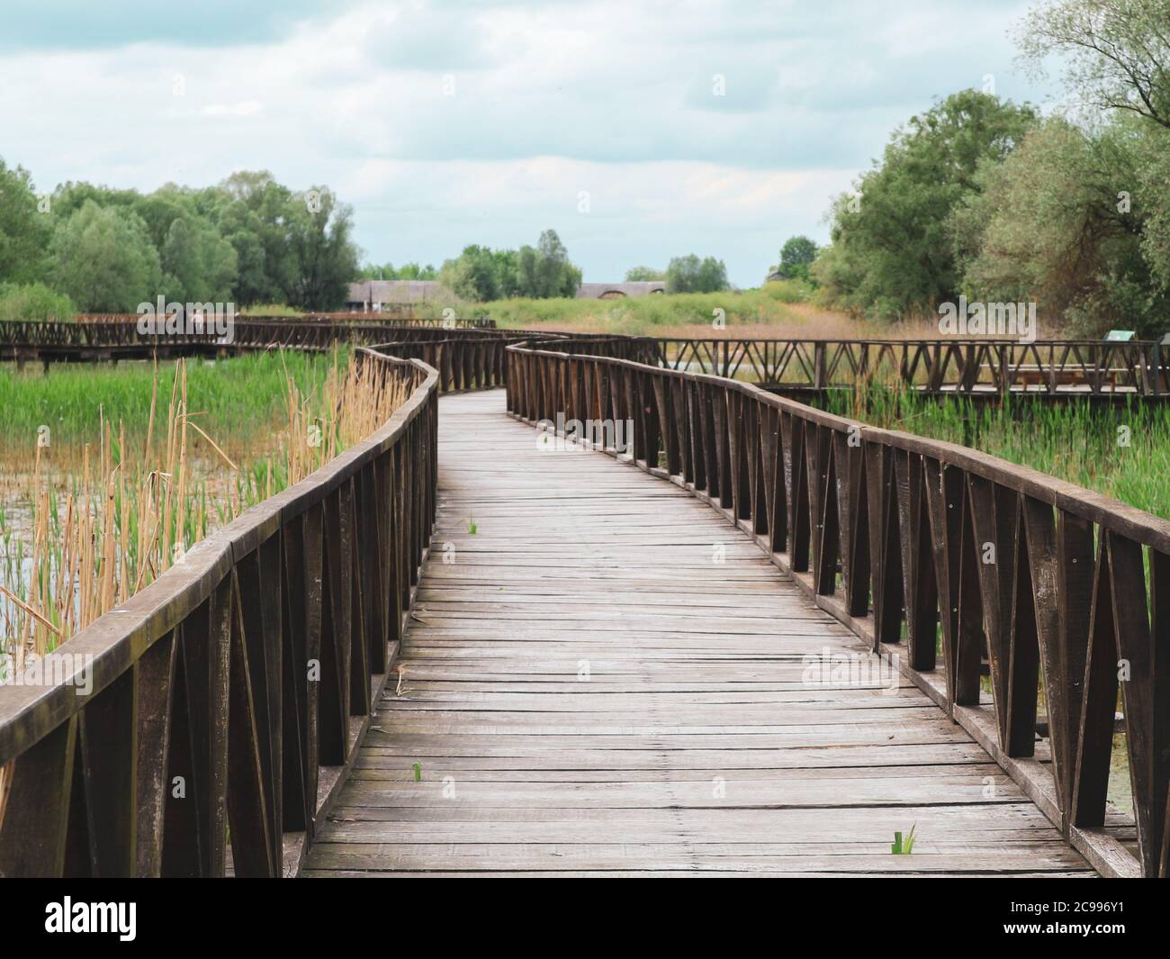 Wooden bridge crossing water surfaces over swamp area in Kopacki Rit ...