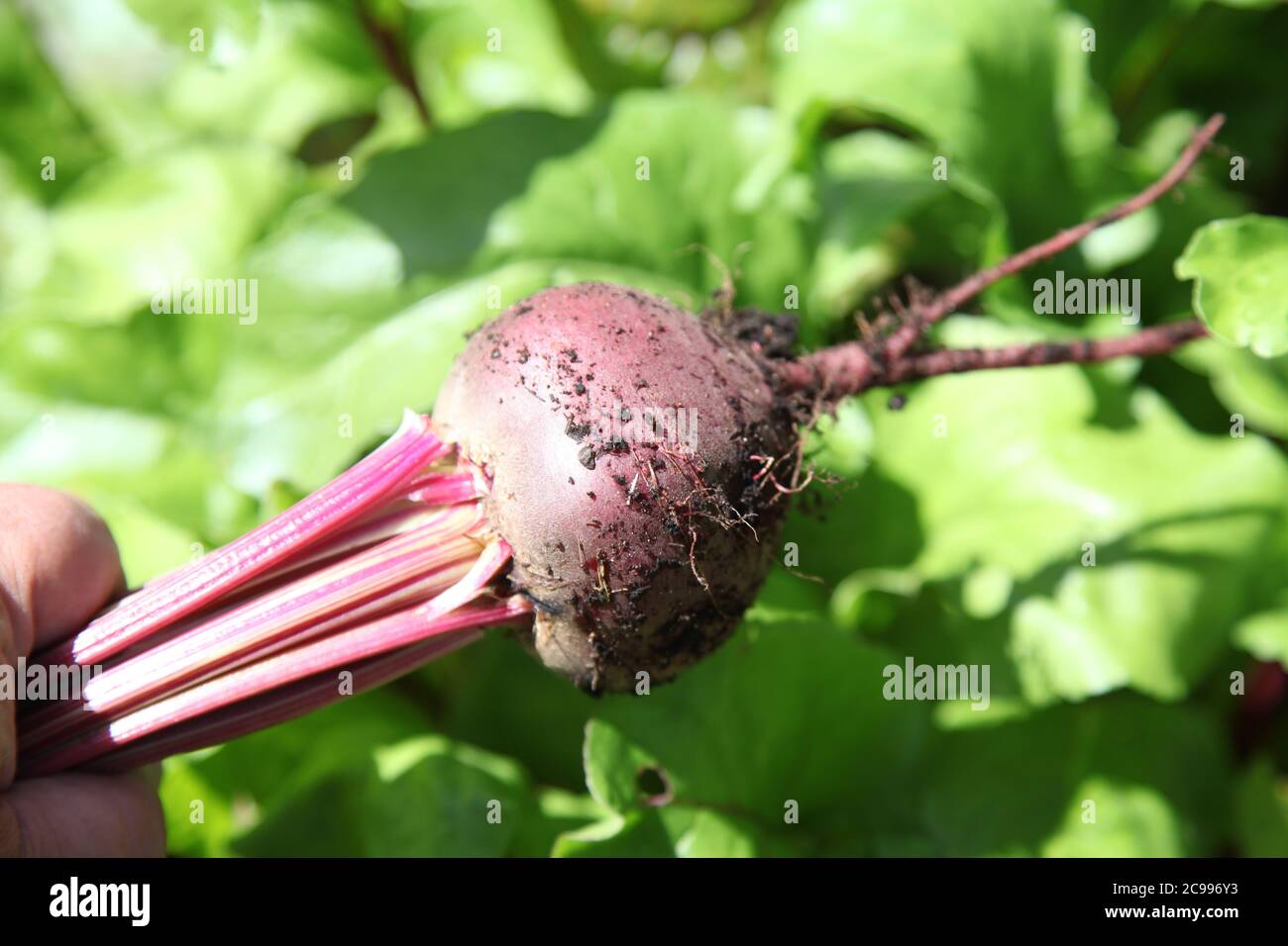 Sustainable veg hi-res stock photography and images - Alamy