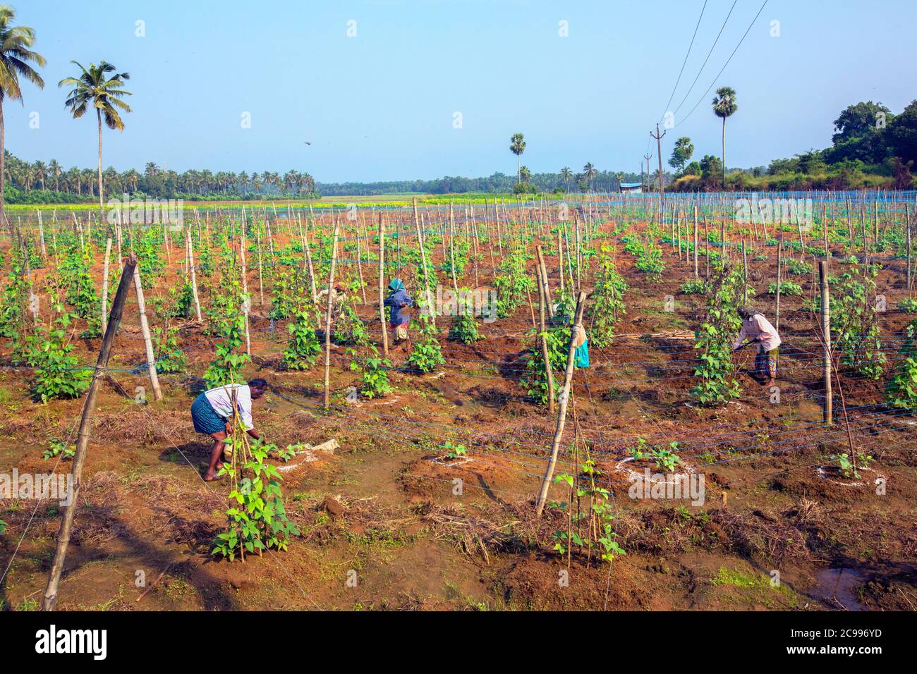 indian agriculture,kerala agriculture,palakad paddy field,indian farmer ...
