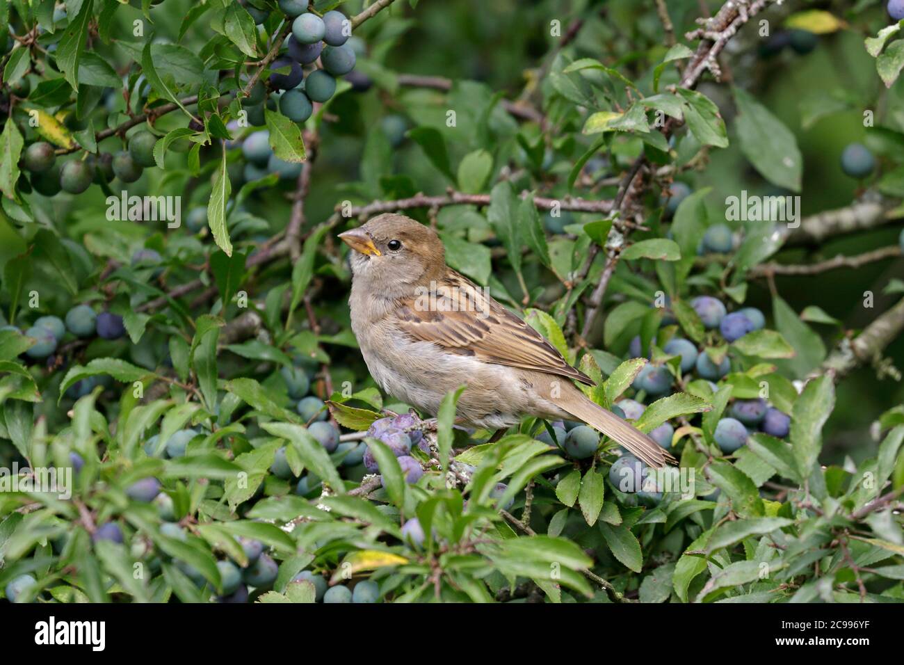 Juvenile house sparrow hi-res stock photography and images - Alamy