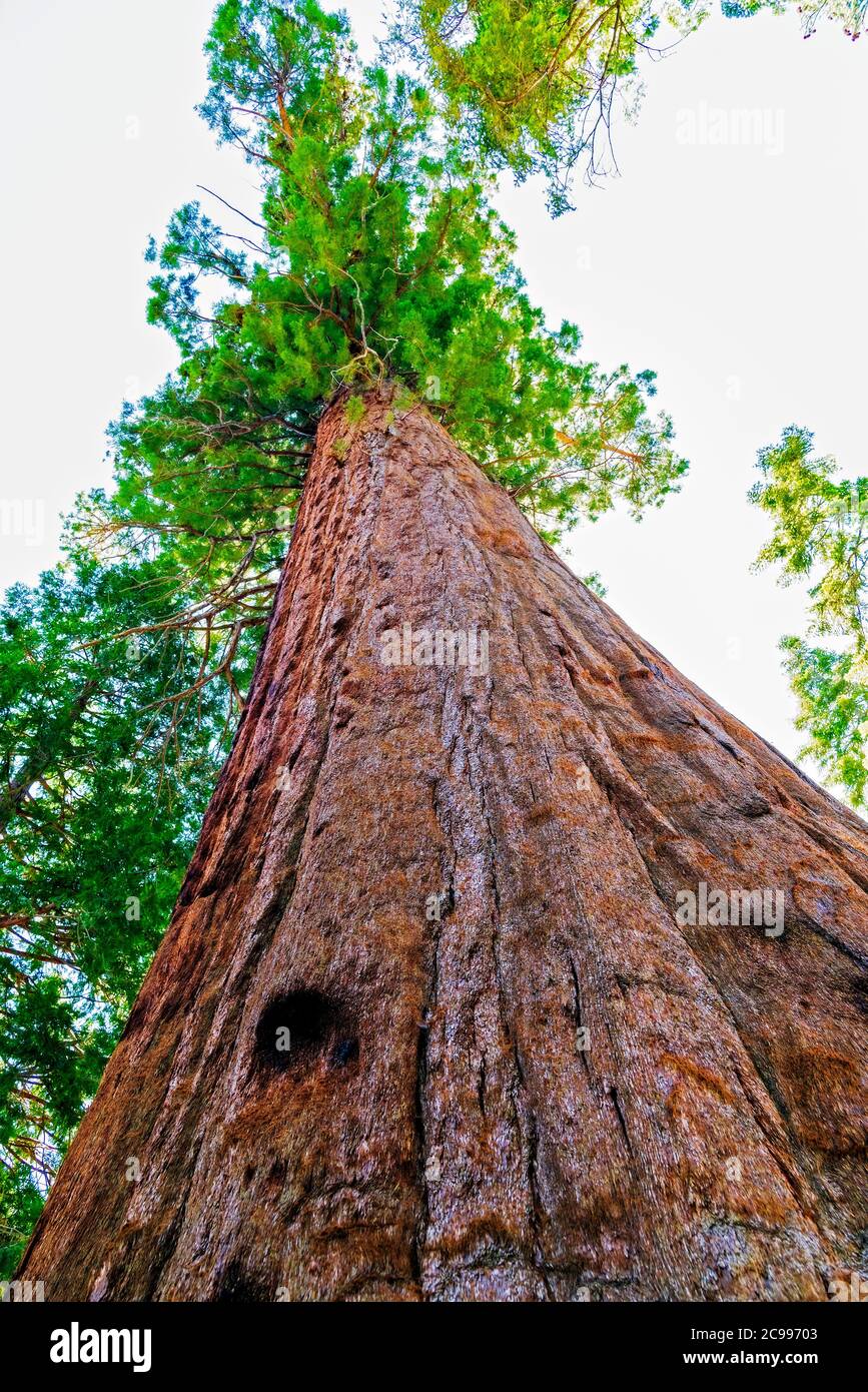 Looking straight up towards the top of a giant Sequoia tree Stock Photo ...