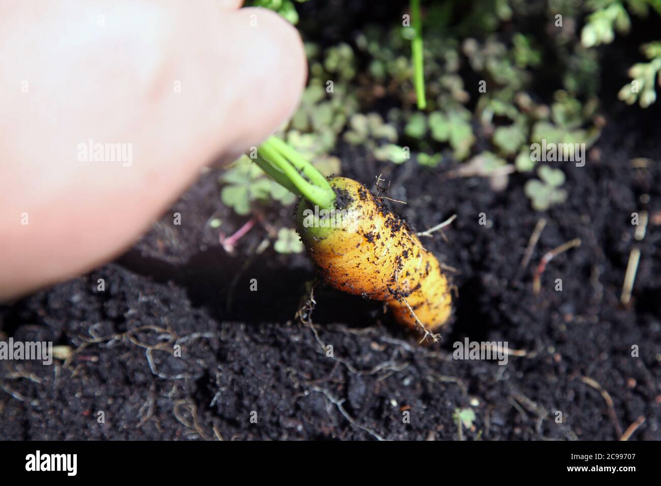 Pulling carrot from mud in UK garden allotment on sunny day, July 2020 ...