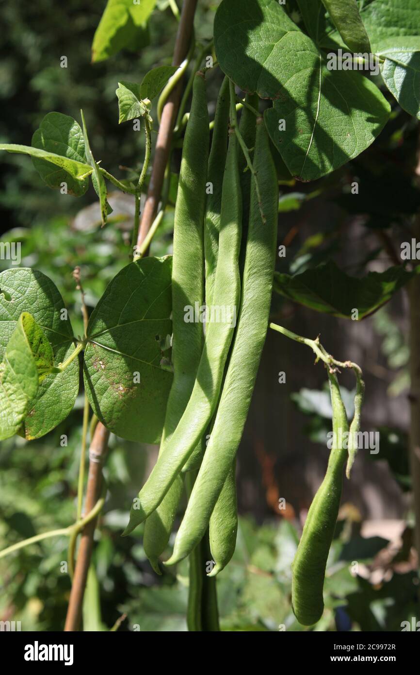 Runner beans 'Moonlight' on vine growing in a UK garden allotment on a ...