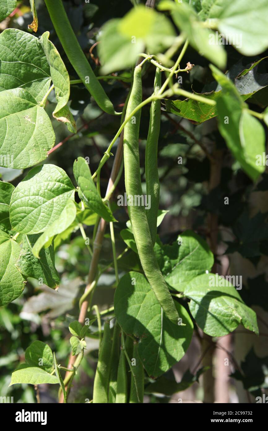 Moonlight runner beans hi-res stock photography and images - Alamy