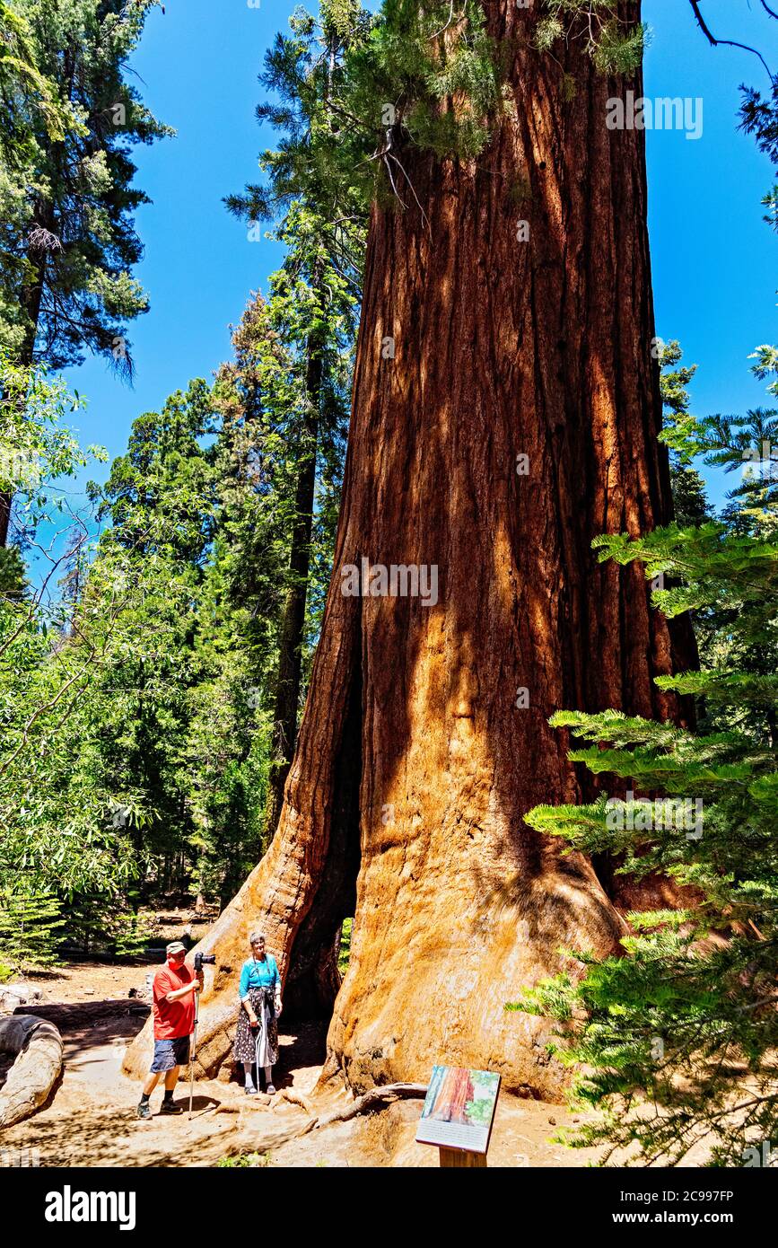 2 people standing next to giant Sequoia tree looking very small Stock ...