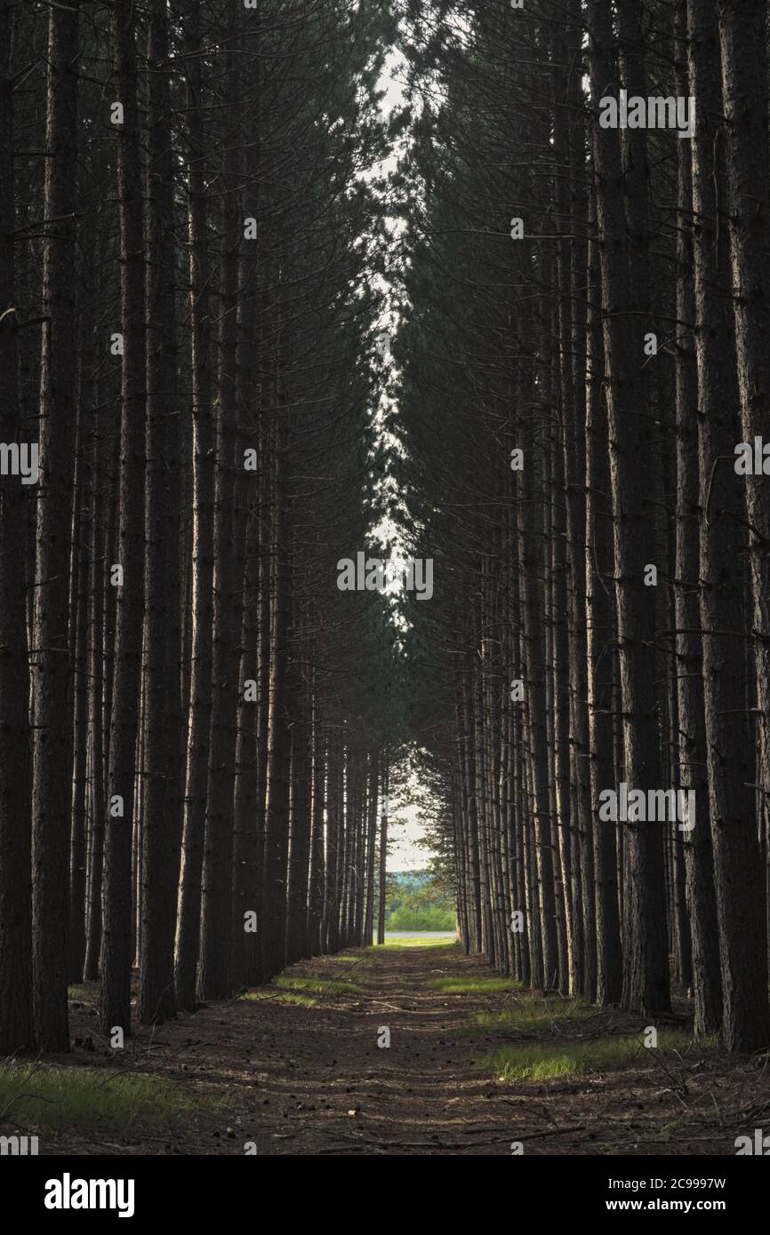 a walking path with towering pines on both sides and a clearing of ...