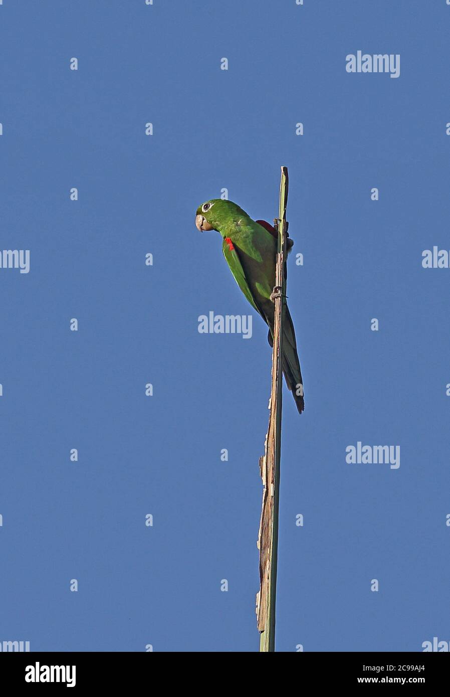 Parrot dominican republic caribbean hi-res stock photography and images ...