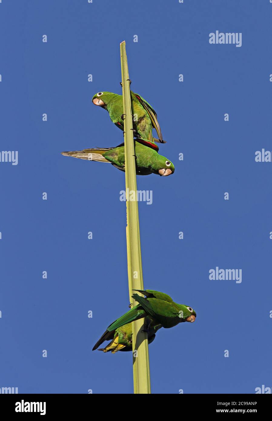 Hispaniolan Parakeet (Aratinga chloroptera) four adults perched on top ...