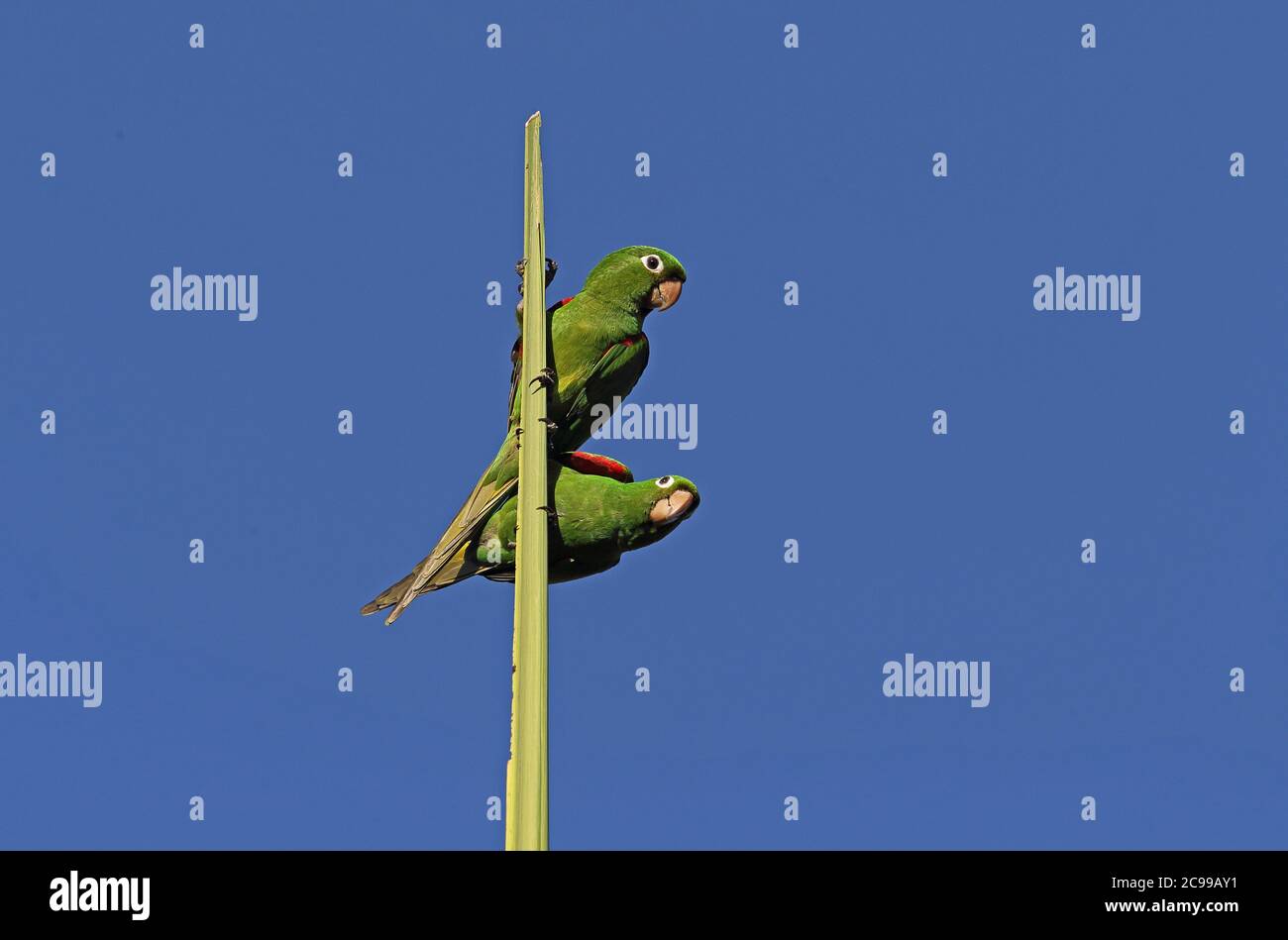 Parrot dominican republic caribbean hi-res stock photography and images ...