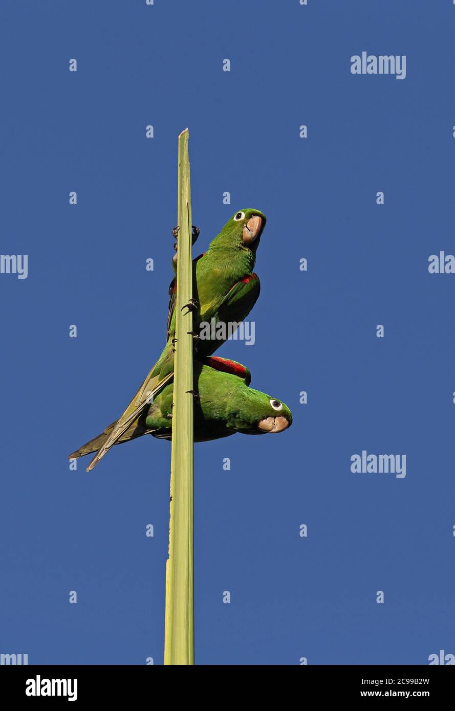 Dominican parrot hi-res stock photography and images - Alamy