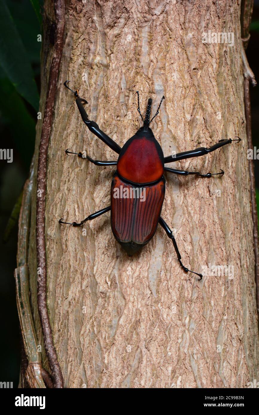 Giant Palm Weevil on a tree Stock Photo - Alamy