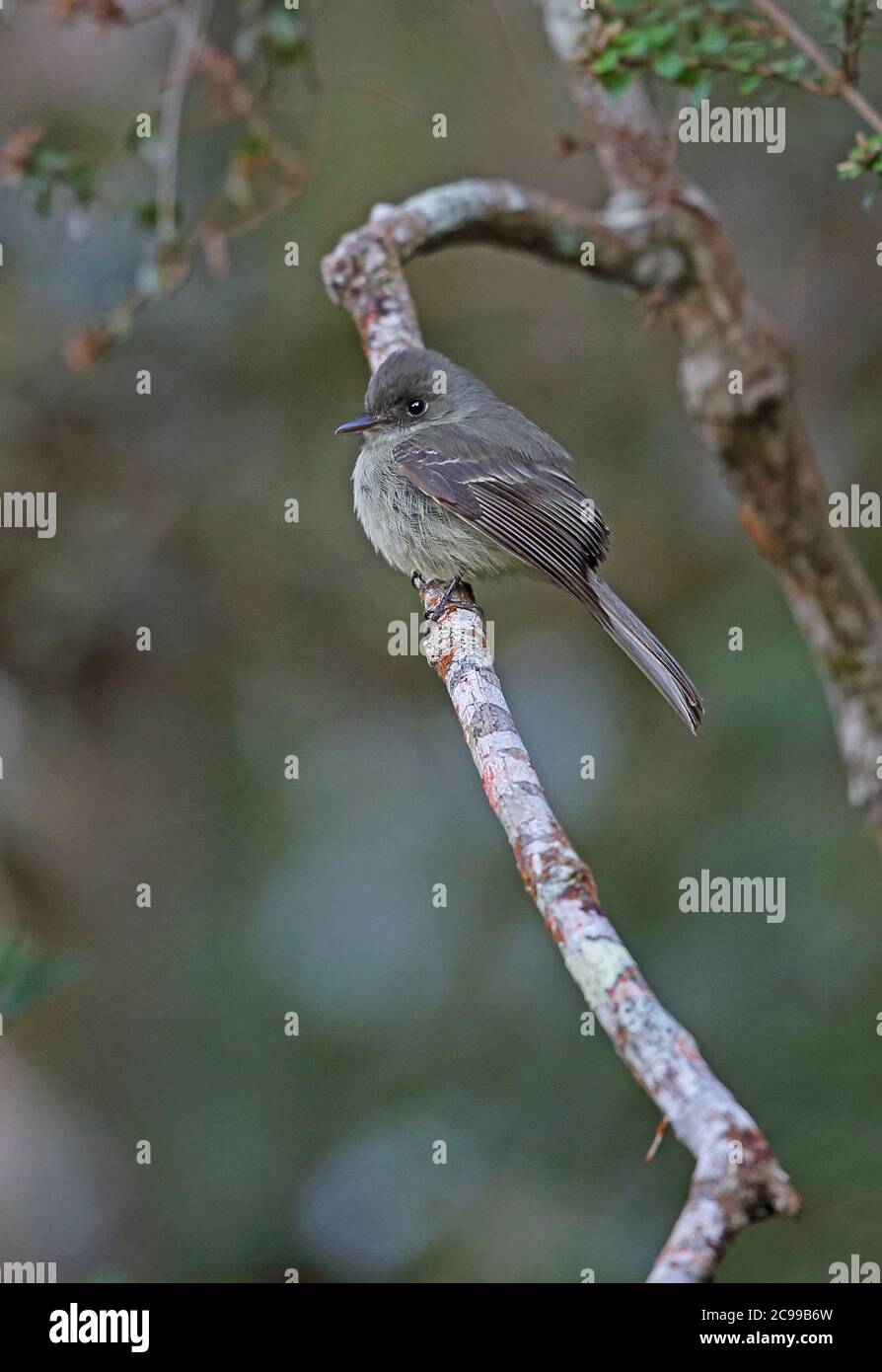 Contopus hispaniolensis hi-res stock photography and images - Alamy