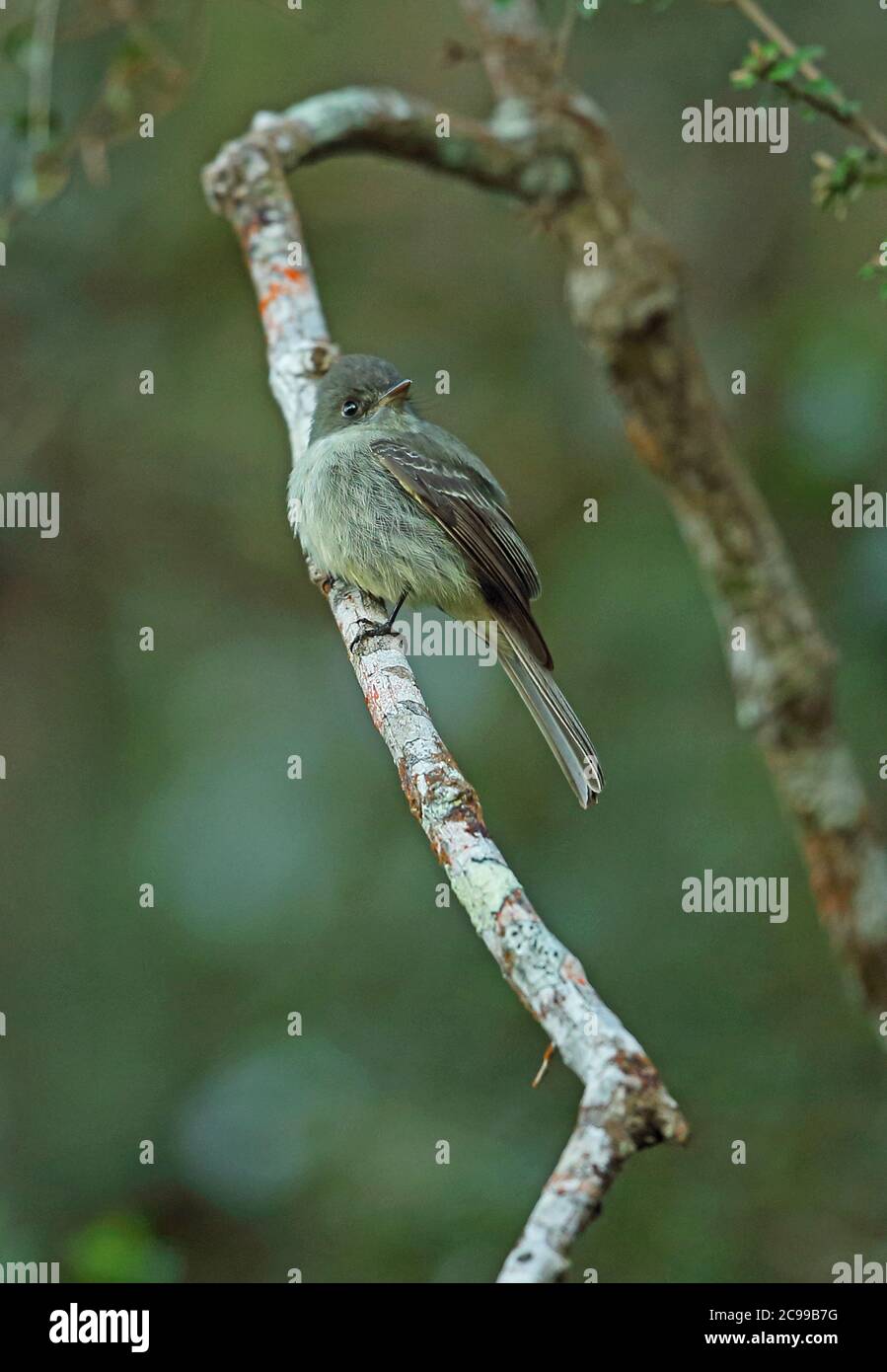 Contopus hispaniolensis hi-res stock photography and images - Alamy
