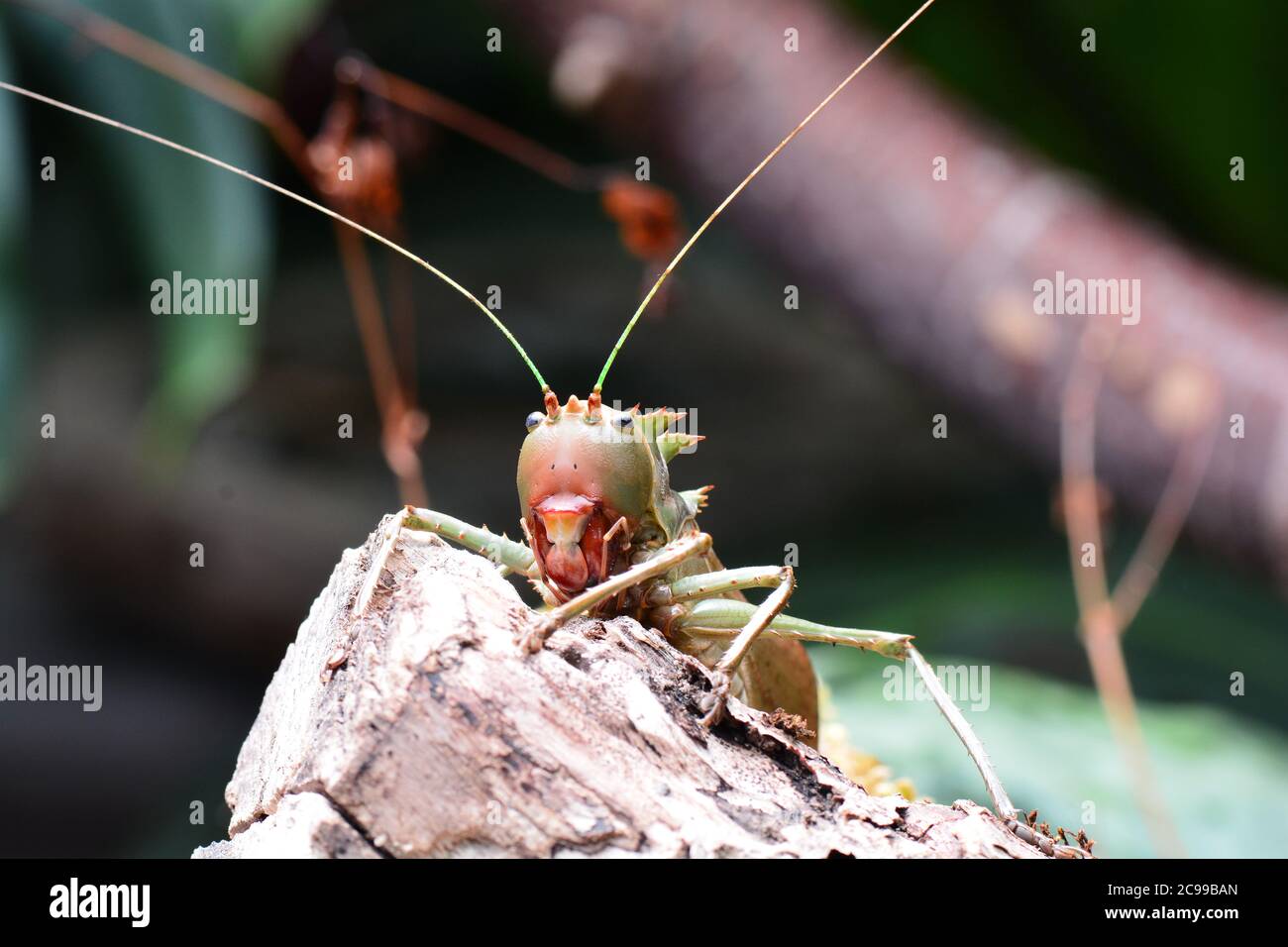 Katydid size hi-res stock photography and images - Alamy