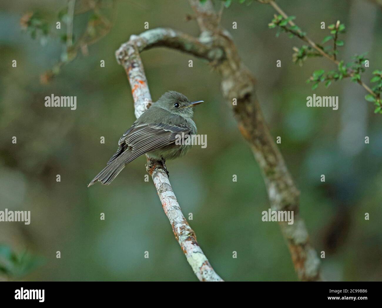 Contopus hispaniolensis hi-res stock photography and images - Alamy