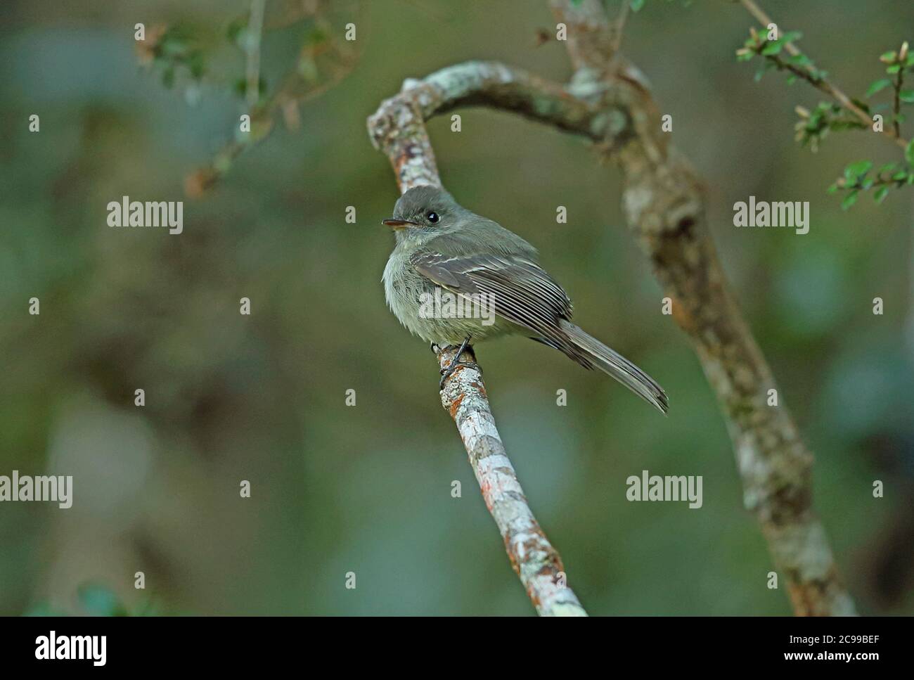 Contopus hispaniolensis hi-res stock photography and images - Alamy