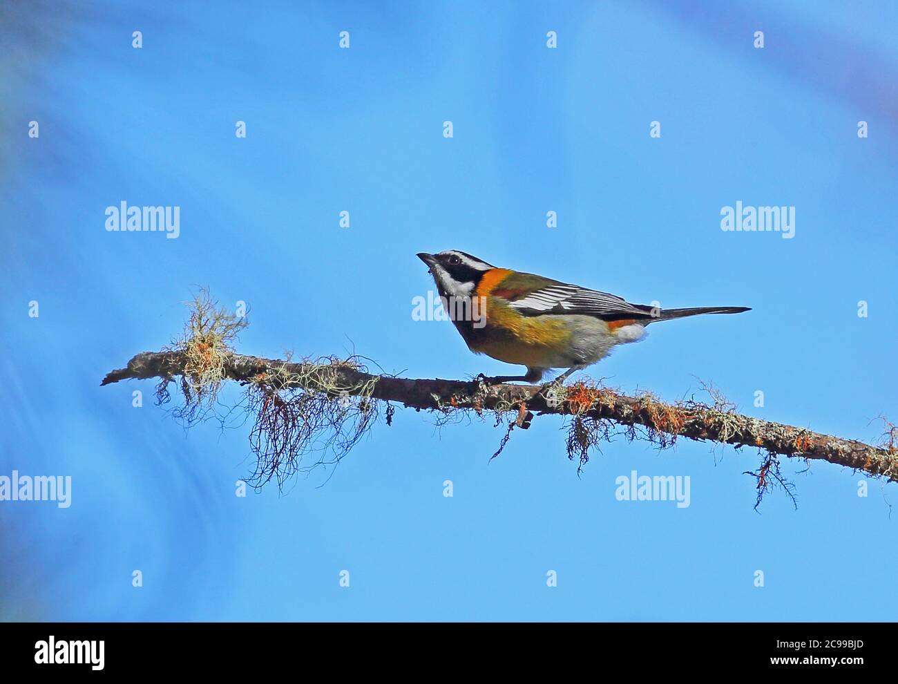 Hispaniolan Spindalis (Spindalis dominicensis) adult male perched on ...