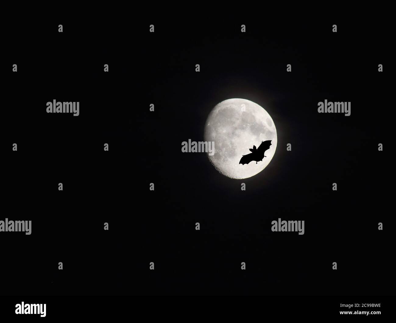 Bat silhouette against moon hi-res stock photography and images - Alamy