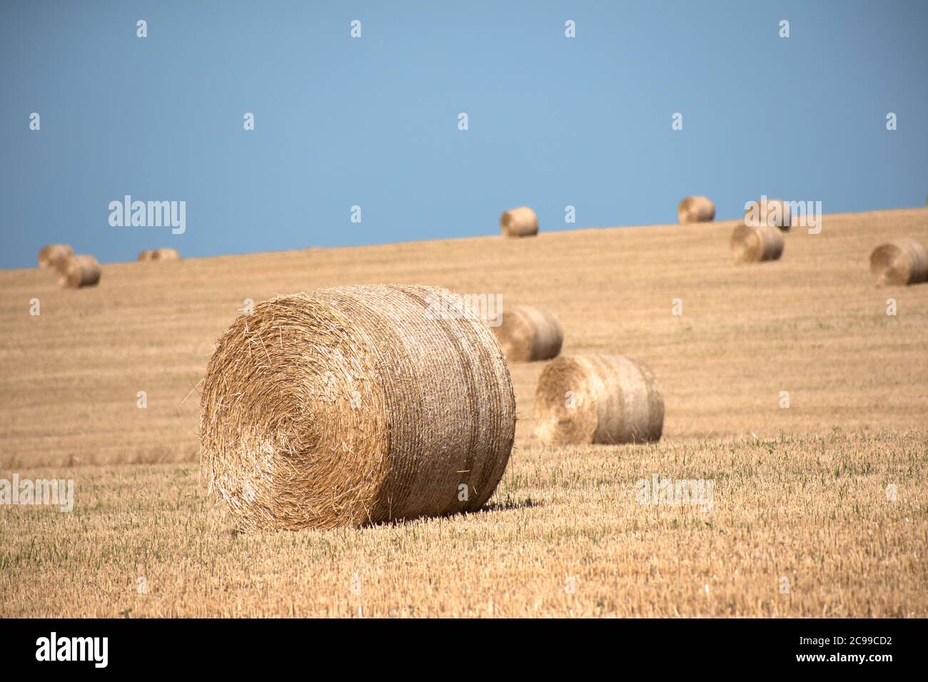 Bales on the field, big yellow round Stock Photo - Alamy