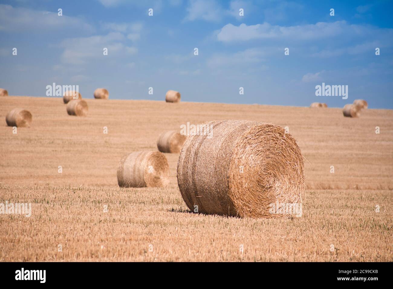 Bales on the field, big yellow round Stock Photo - Alamy