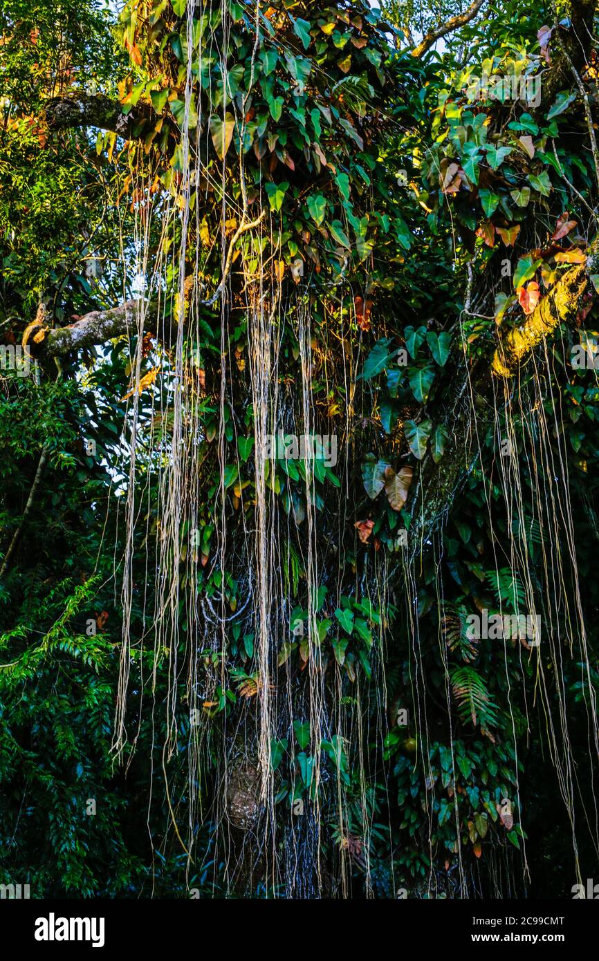 Curepipe Botanic Gardens (or SSR Botanical Garden of Curepipe) in Route ...