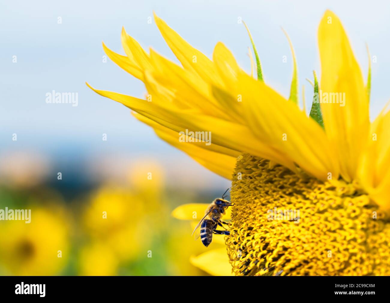 Honeybee on common sunflower bloom detail. Apis mellifera. Helianthus ...
