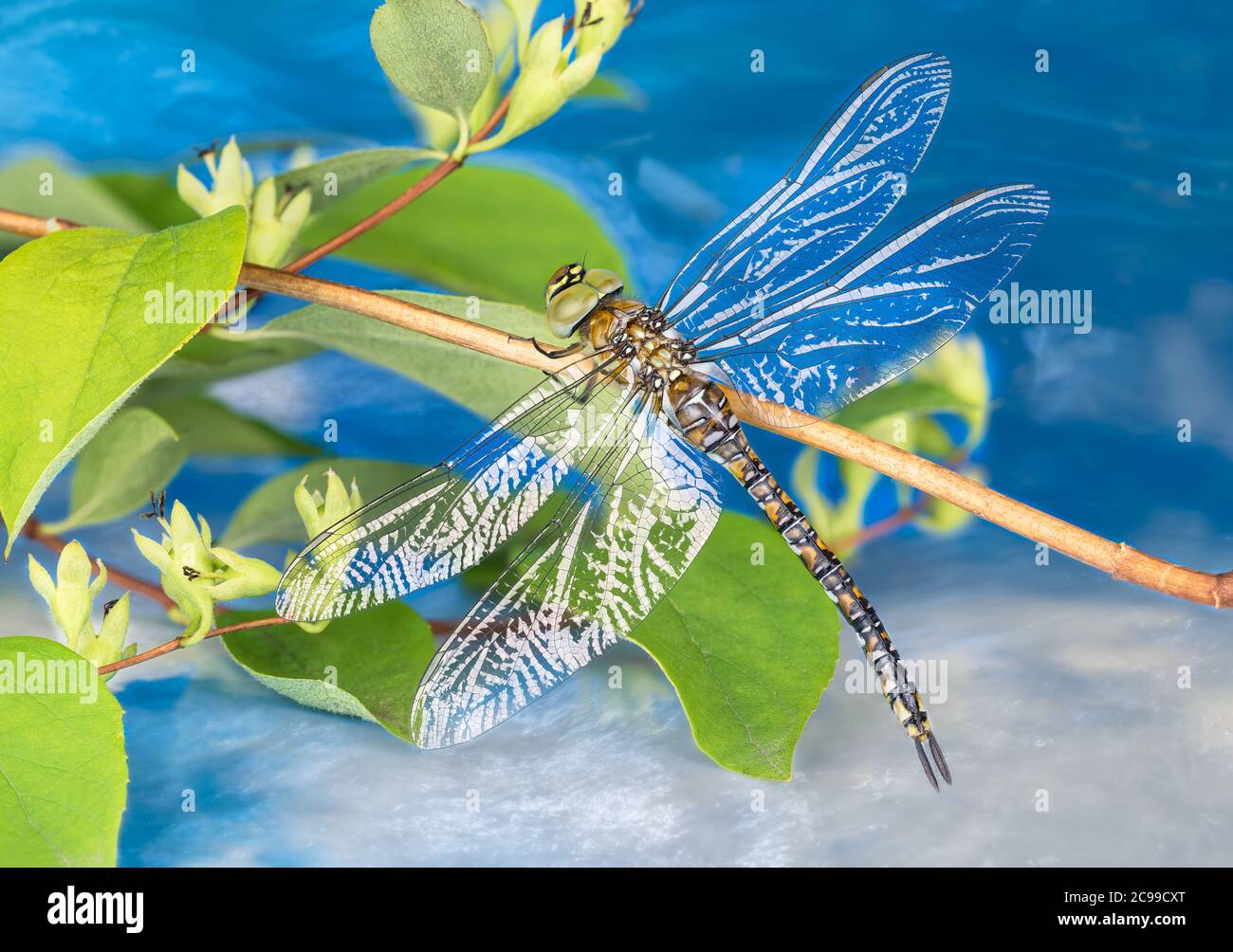 Female migrant hawker dragonfly on twig with green leaves over blue ...