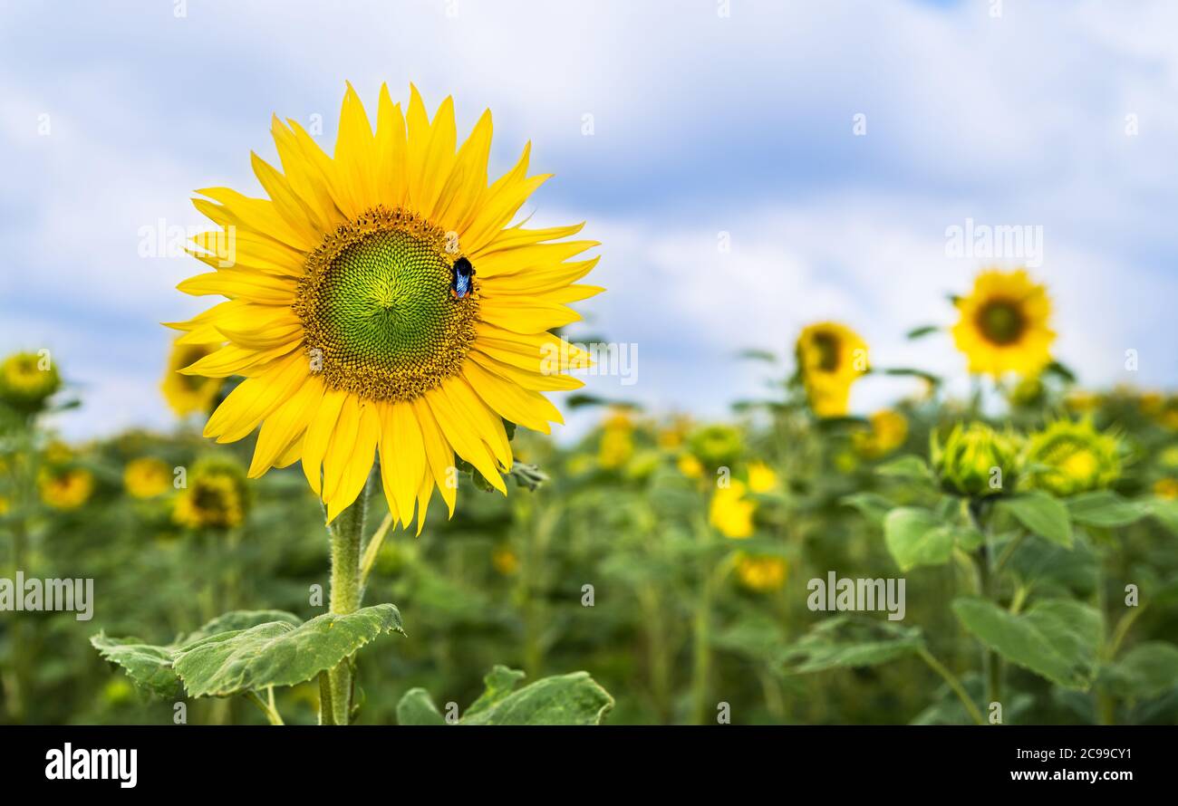 Yellow flower head of common sunflower and bumblebee pollinator ...